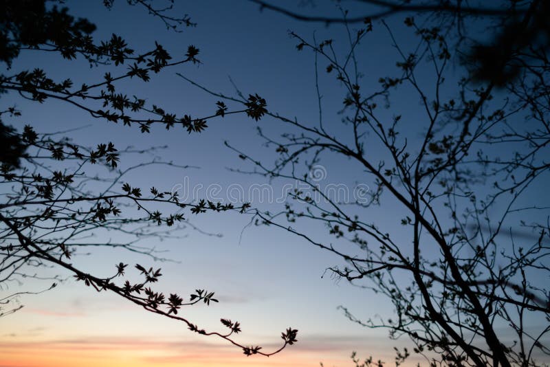 Branches of Young Trees Against the Sky in the Evening Stock Image ...