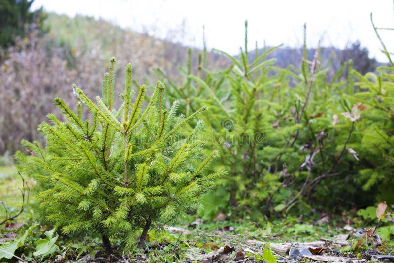 Branches of young trees. stock image. Image of chips - 61858783