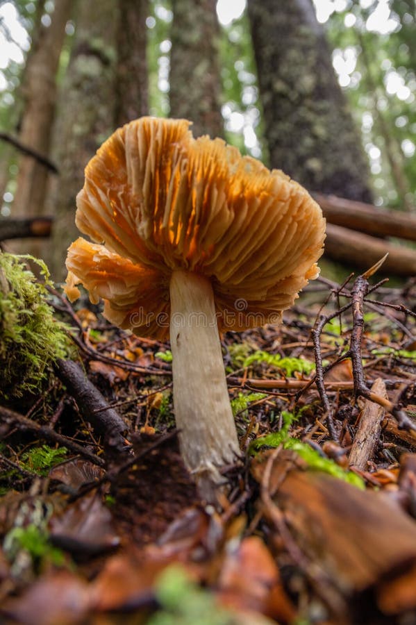 Branchie immagine stock. Immagine di antico, maria, naturalizzato ...