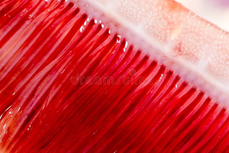 Branchie Del Pesce Del Luccio Macro Eccellente Immagine Stock ...