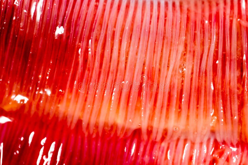 Branchie Del Pesce Del Luccio Macro Eccellente Fotografia Stock ...