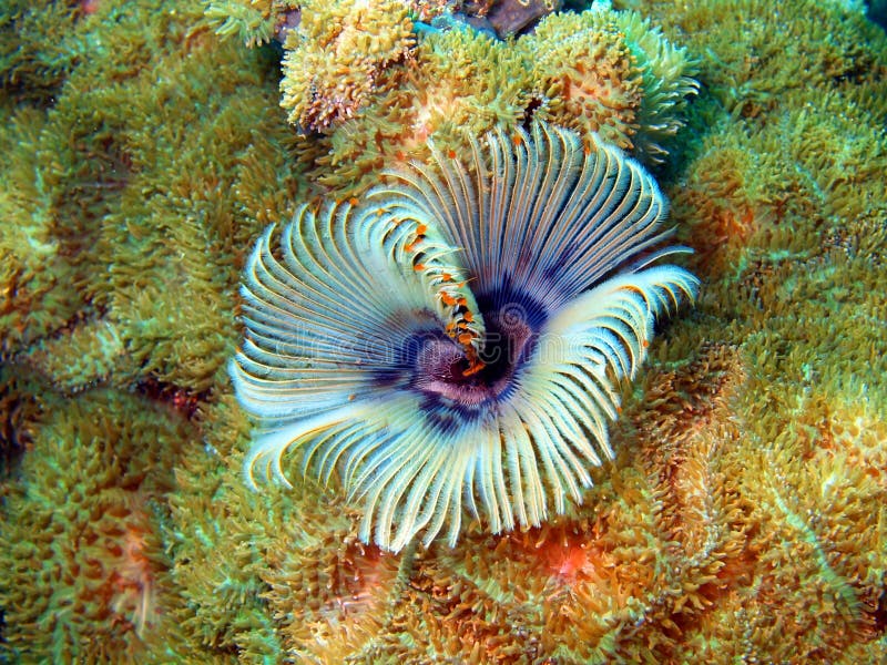 Branchie del polichetto immagine stock. Immagine di oceano - 36711961