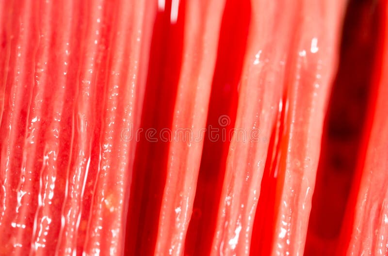 Branchie dei pesci fotografia stock. Immagine di scale - 2611582