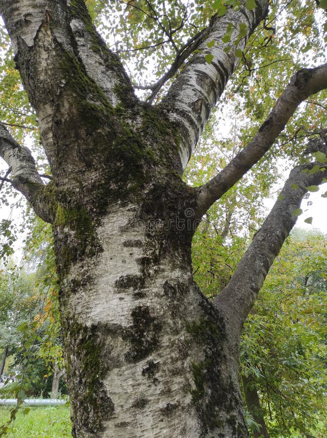A Branching Birch, Overgrown with Moss. Stock Photo - Image of tree ...
