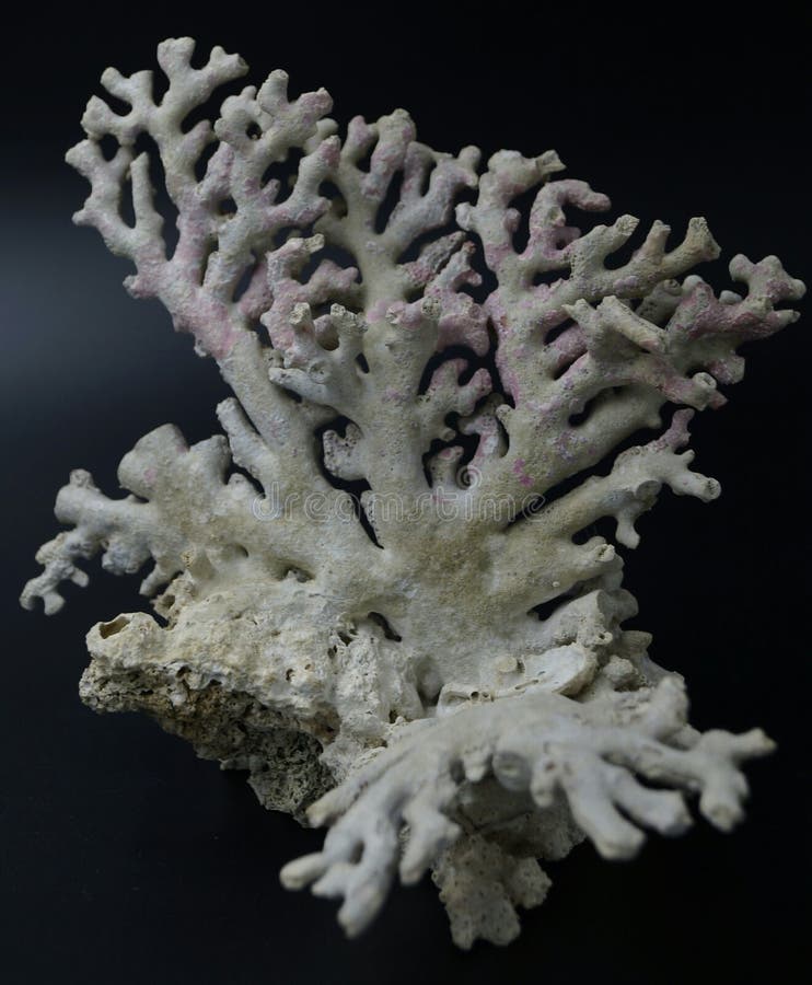 Branching Coral Skeleton stock image. Image of isolated - 70853149