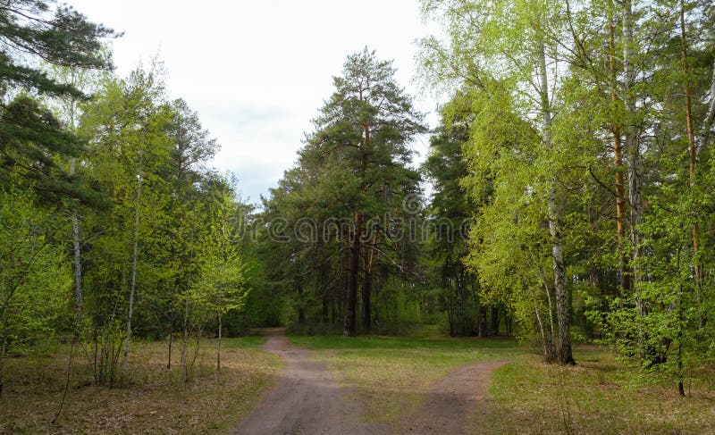 A Branching Large Pine Stands at the Intersection of Roads in the ...