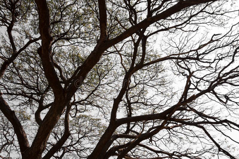 Branching off. Organic stock image. Image of beautiful - 68041159