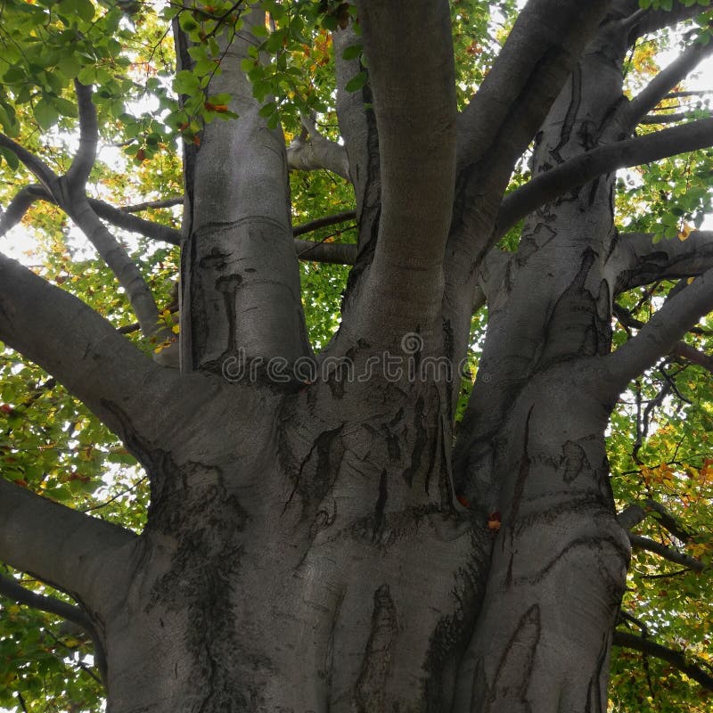 Branching of the Old Beech Tree Trunk Stock Photo - Image of flora ...