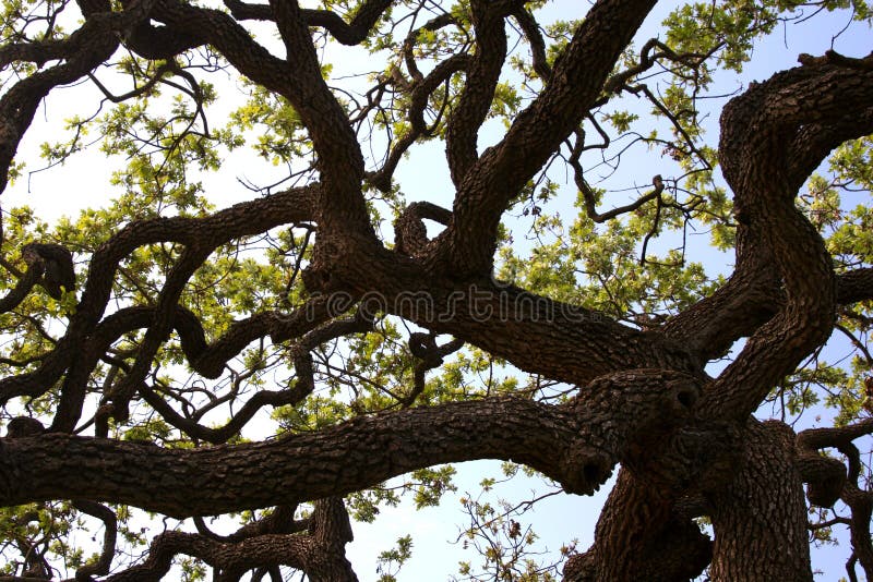 Tall tree stock image. Image of bark, trunk, branch, blue - 15393177
