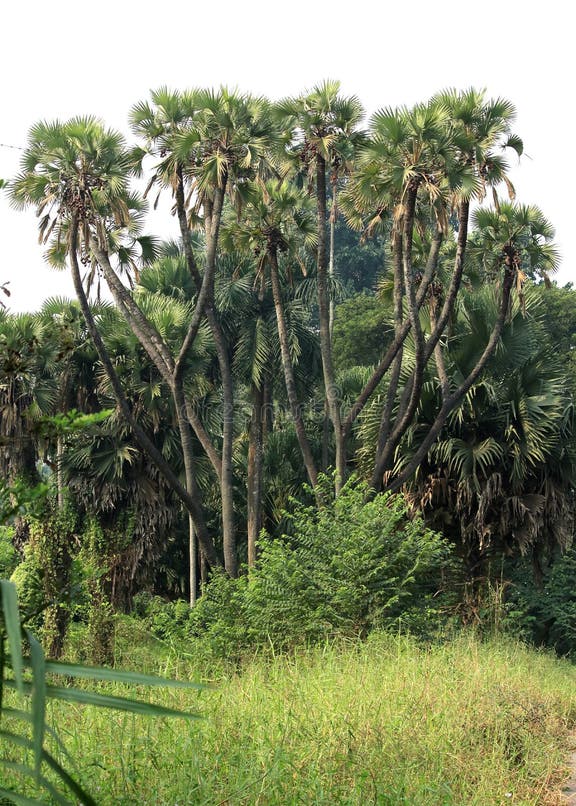 Branching Palm stock image. Image of nature, compressa - 70737589