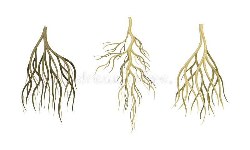Branching Root As Tree Part Below the Surface of Soil Vector Set Stock ...