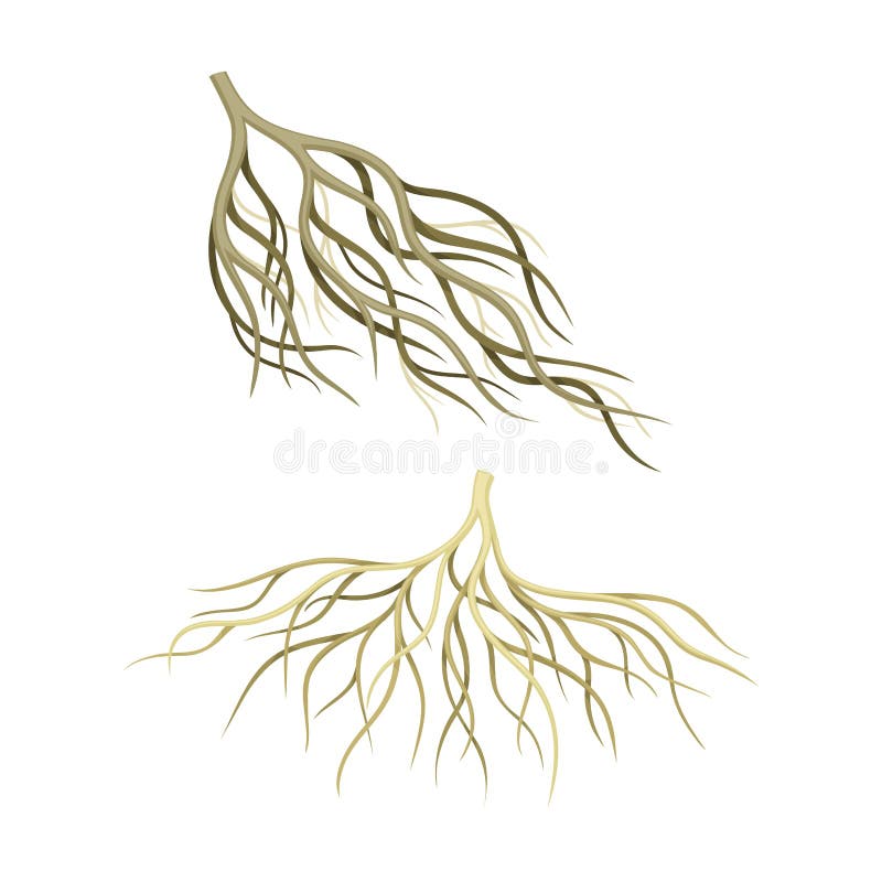 Branching Root As Tree Part Below the Surface of Soil Vector Set Stock ...