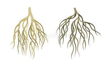 Branching Root Stock Illustrations – 730 Branching Root Stock ...