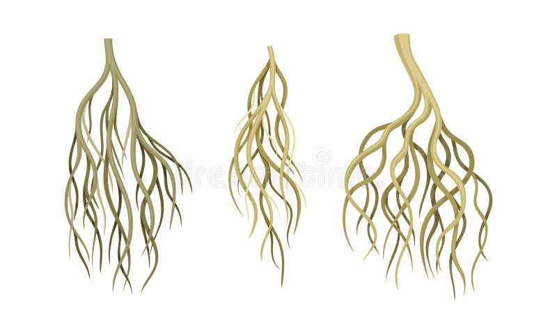 Branching Root As Tree Part Below the Surface of Soil Vector Set Stock ...