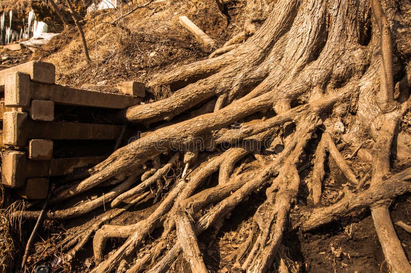 Branching of roots stock image. Image of background - 112442361