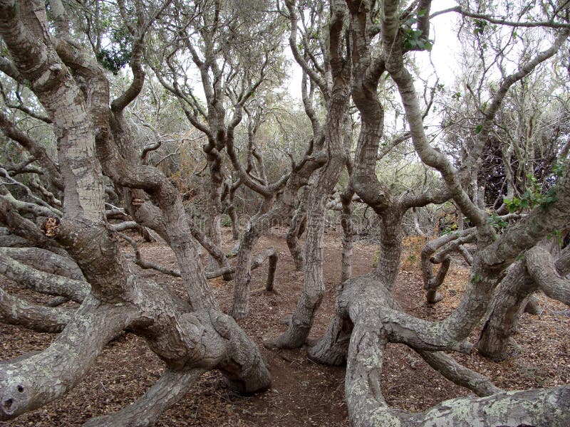 Branching Tree stock image. Image of life, california - 64416105