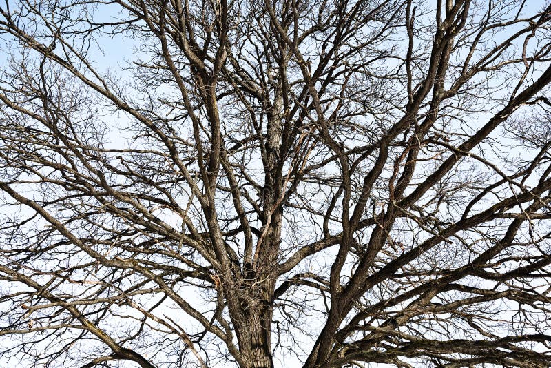 Branching tree oak stock image. Image of spring, peaceful - 68443463