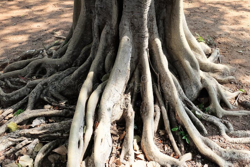 Branching of Tree Roots on the Ground Stock Photo - Image of growing ...