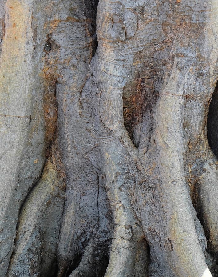 Branching of Tree Roots on the Ground Stock Image - Image of giant ...