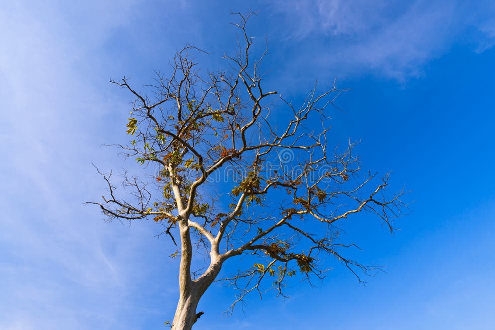 Branching Tree, a Tree without Leaves. Stock Photo - Image of clear ...