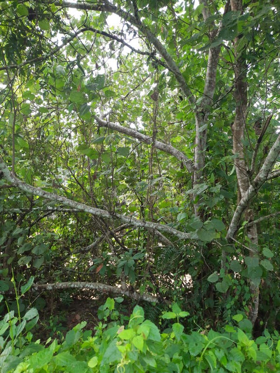 Branching Tree Trunks stock photo. Image of plants, tree - 203257142