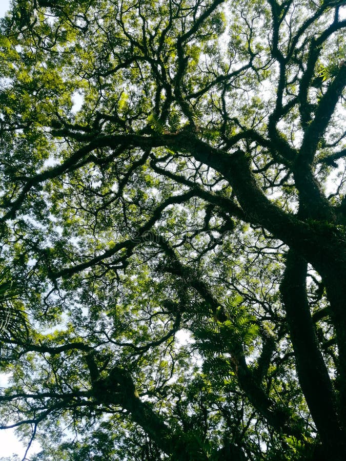 Branching of the Trunk from a Tree Stock Photo - Image of leaf, shrub ...