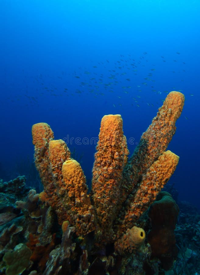 Branching tube sponge stock image. Image of diving, bonaire - 4771711