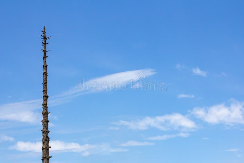 Branchless Tree Trunks in a Forest Stock Image - Image of forest ...