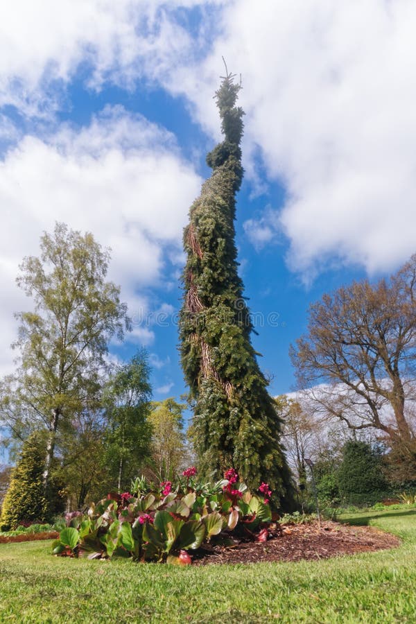 515 Beanstalk Stock Photos - Free & Royalty-Free Stock Photos from ...