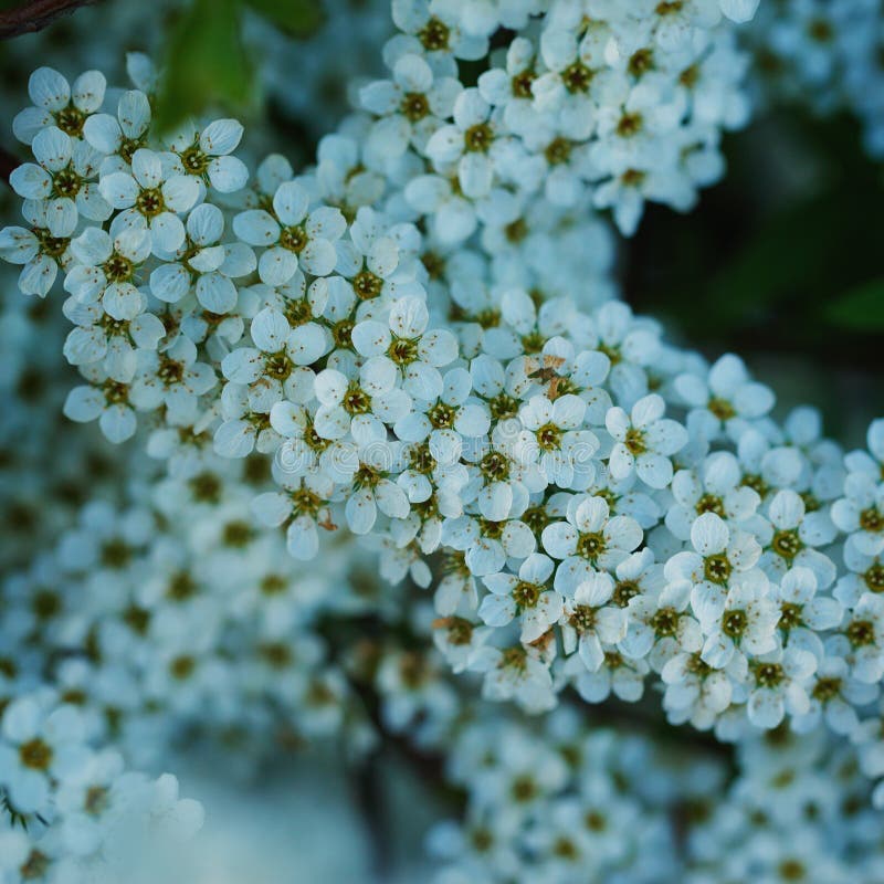 Branchsmall Flowers Stock Photos - Free & Royalty-Free Stock Photos ...
