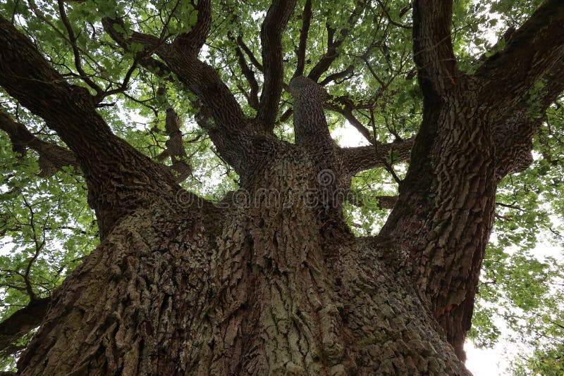 Branchy Crown and Trunk of a Millennium Oak Stock Photo - Image of ...