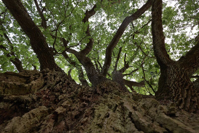 Branchy Crown and Trunk of a Millennium Oak Stock Photo - Image of grow ...