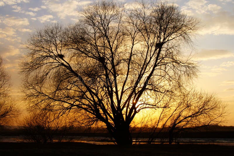 Branchy Tree Ashore on Sunse Stock Image - Image of landscape, lake ...