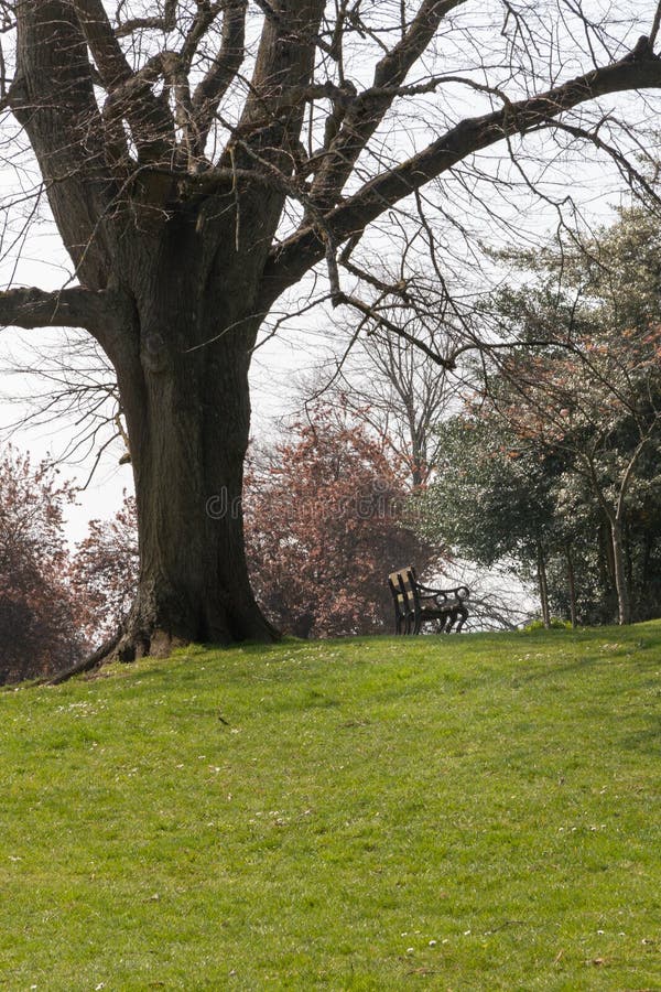 Full Grown Tree with a Bench Next To it Stock Image - Image of bristol ...