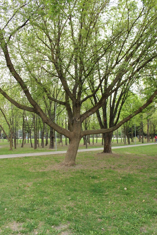 Branchy Tree in a City Park in Spring Stock Image - Image of surface ...
