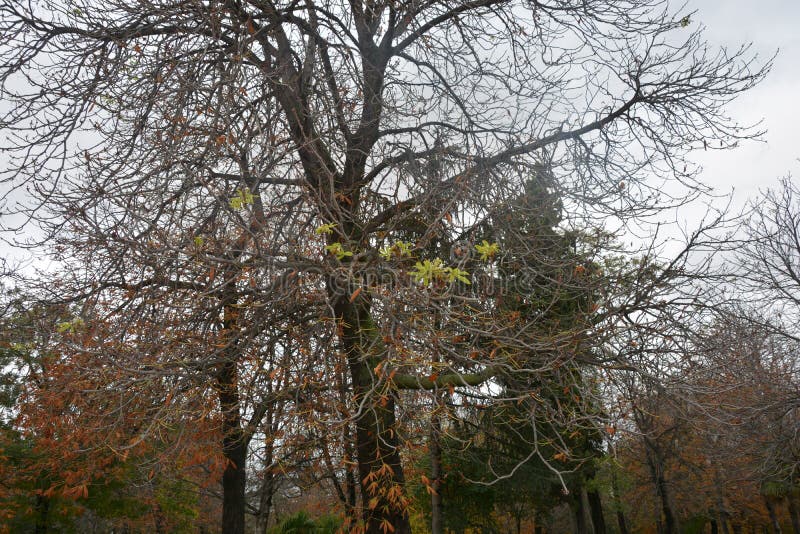 Branchy tree in the park stock photo. Image of grows - 149108218