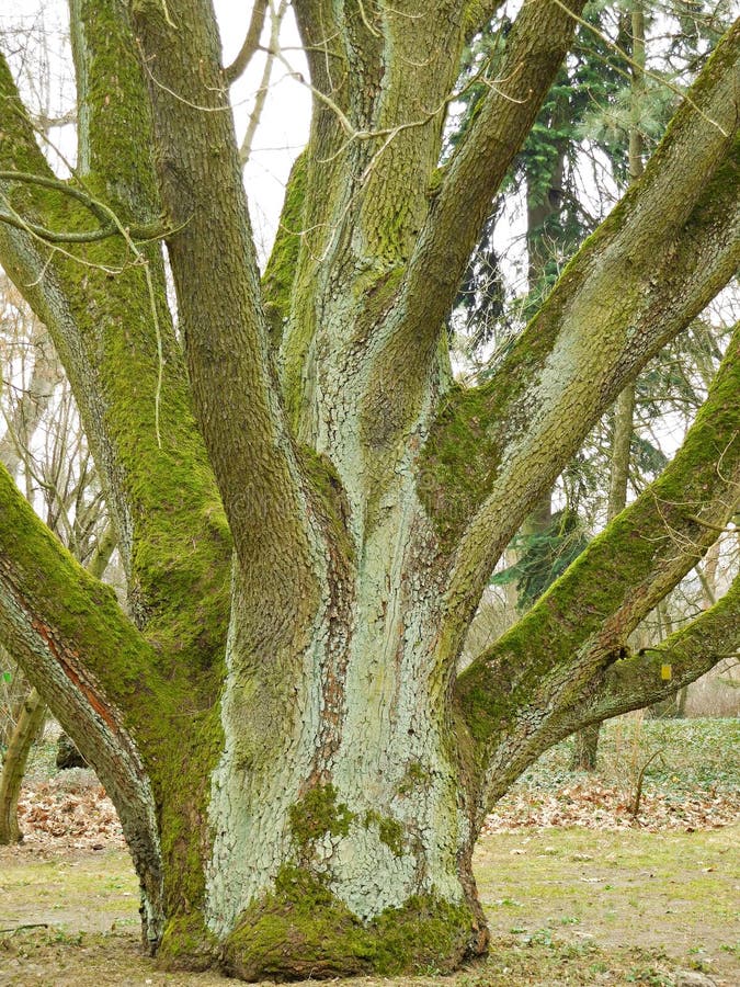 Branchy tree, Poland stock photo. Image of woodland - 243698894