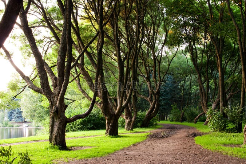 Branchy trees in park stock image. Image of freshness - 10713855