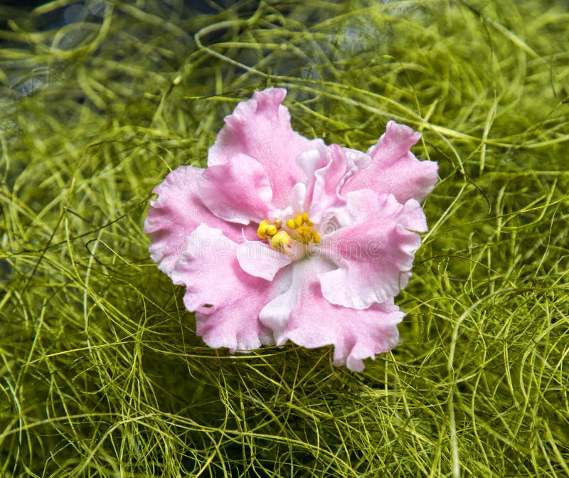 Branco Com a Flor Aberta Cor-de-rosa Das Violetas No Fundo Da Grama ...