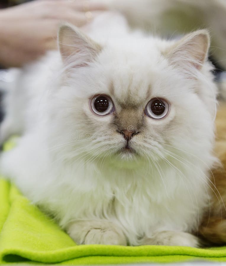 Branco Da Cor Do Gato Persa Foto de Stock - Imagem de pele, casa: 89365762