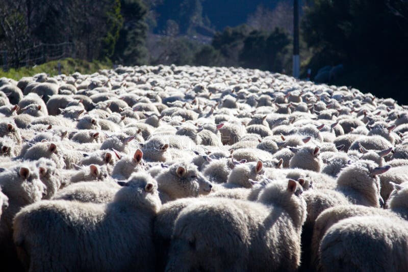 Branco delle pecore fotografia stock. Immagine di migliore - 60893096