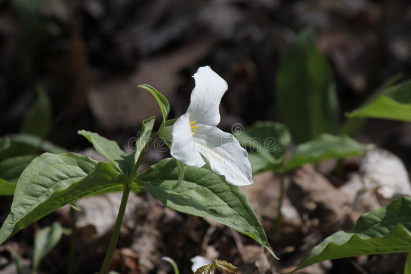 Branco Do Grandiflorum Do Trillium Foto de Stock - Imagem de primavera, protegido: 101350162