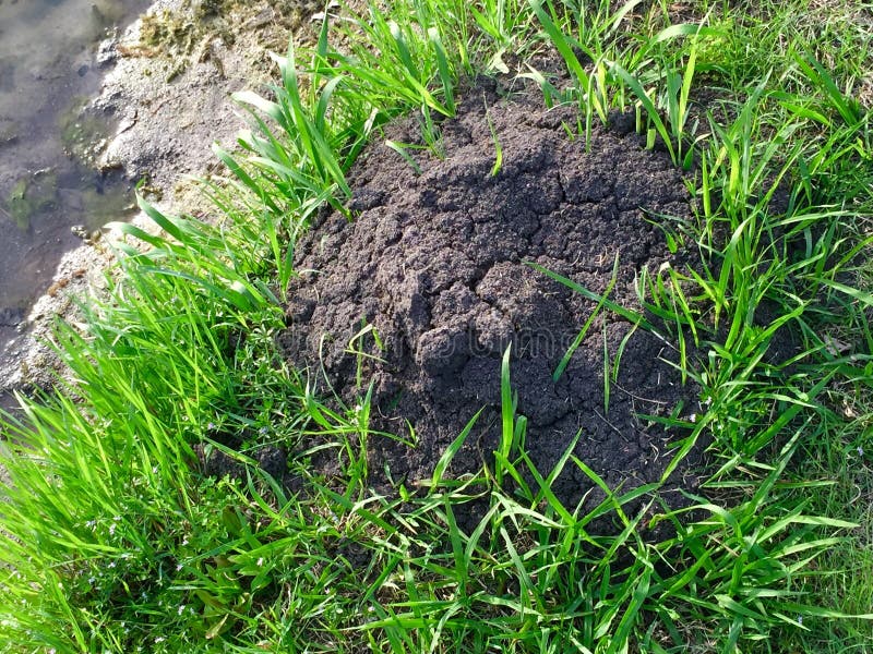 De Kleine Hoop Van De Brandmier Stock Afbeelding - Image of mier, hoop ...