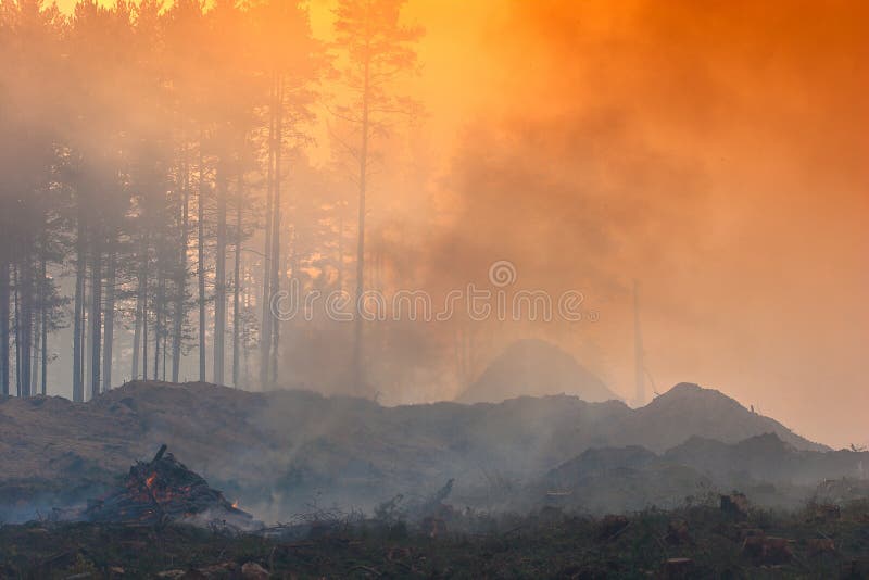 Brand in Het Bos, Rook, Smog, Gebrand Bos Stock Foto - Image of ...