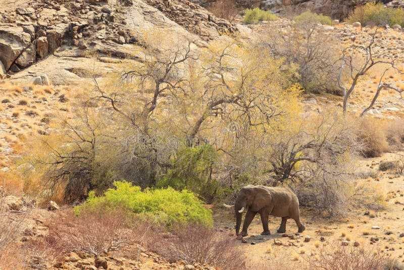 Brandberg National Heritage Site, Namibia Stock Image - Image of ...