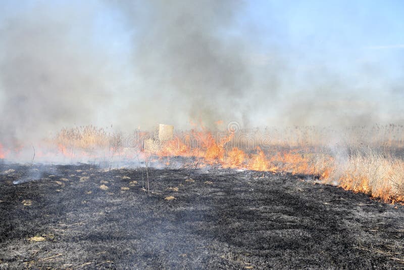 Brandend Droog Gras En Riet Het Schoonmaken Van De Gebieden En De ...
