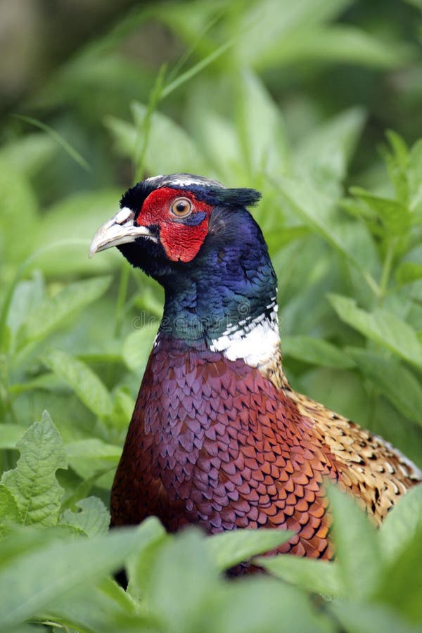 Bunter Fasan stockbild. Bild von holz, englisch, schönheit - 3574917