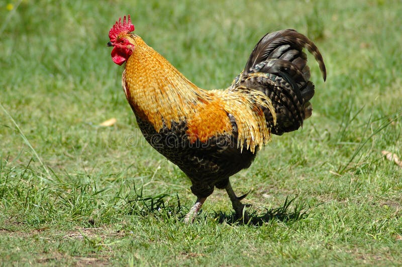 Bunter Rhode Island Red-Hahn Großes Männliches Orangerotes Huhn ...