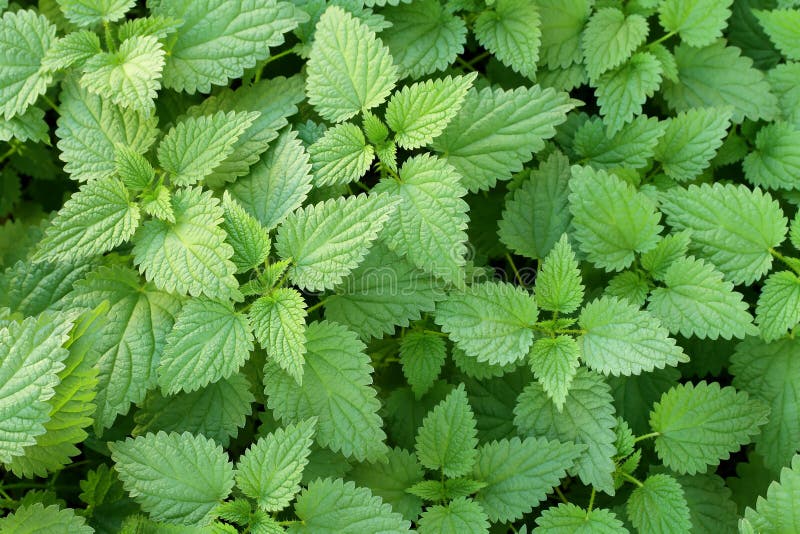 Brandnetel stock foto. Image of versheid, gezondheid - 36124038