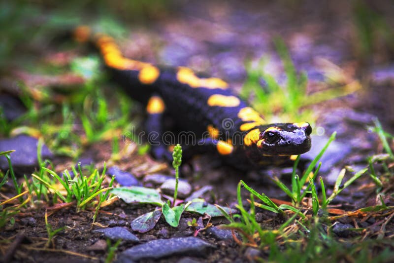 Het Giftige Dier Houdt Nog Van Zijn Baby Stock Afbeelding - Image of ...